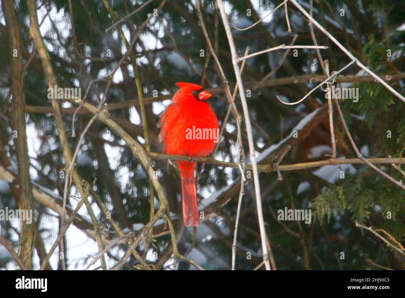 View of a Plump, Bright Red Cardinal Bird Against a Background of Green ...