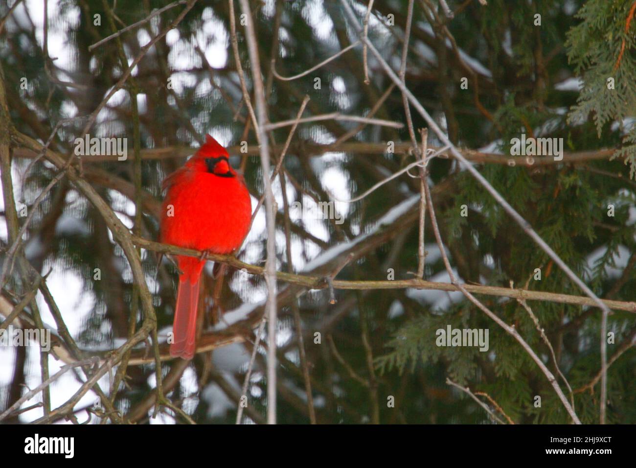 Northern cardinal bird illustration hi-res stock photography and images ...