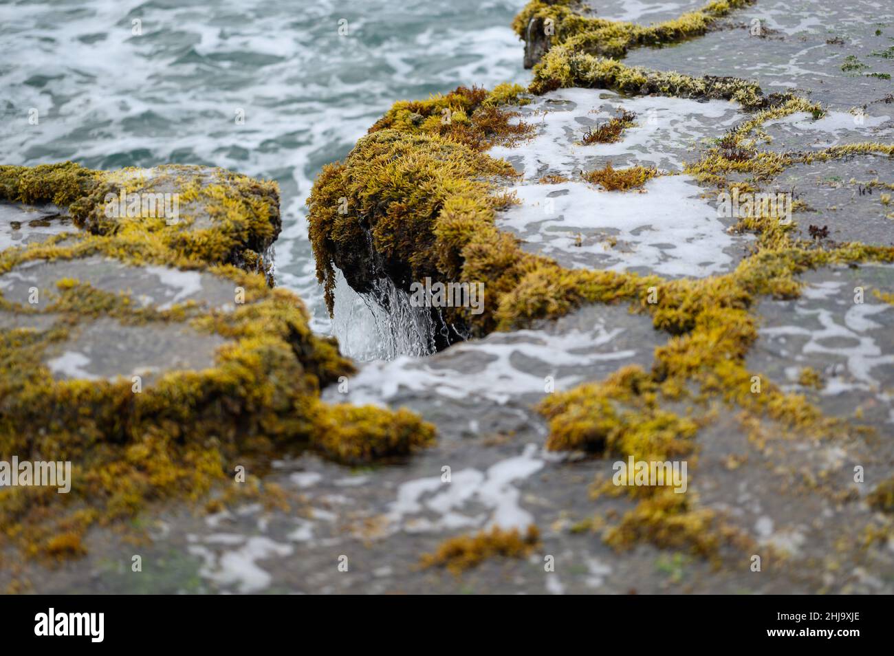 The photo shows underwater rocks overgrown with a large amount of algae ...