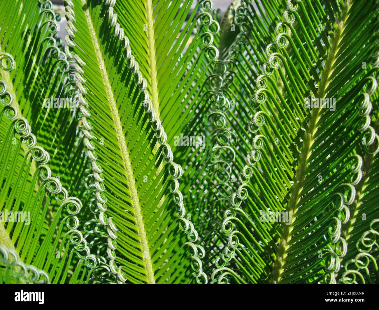 Sago palm leaves (Cycas revoluta Stock Photo - Alamy