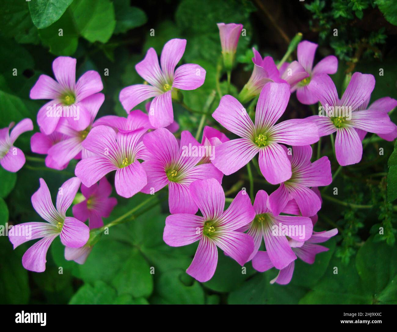 Pink-sorrel flowers (Oxalis articulata) on garden Stock Photo - Alamy