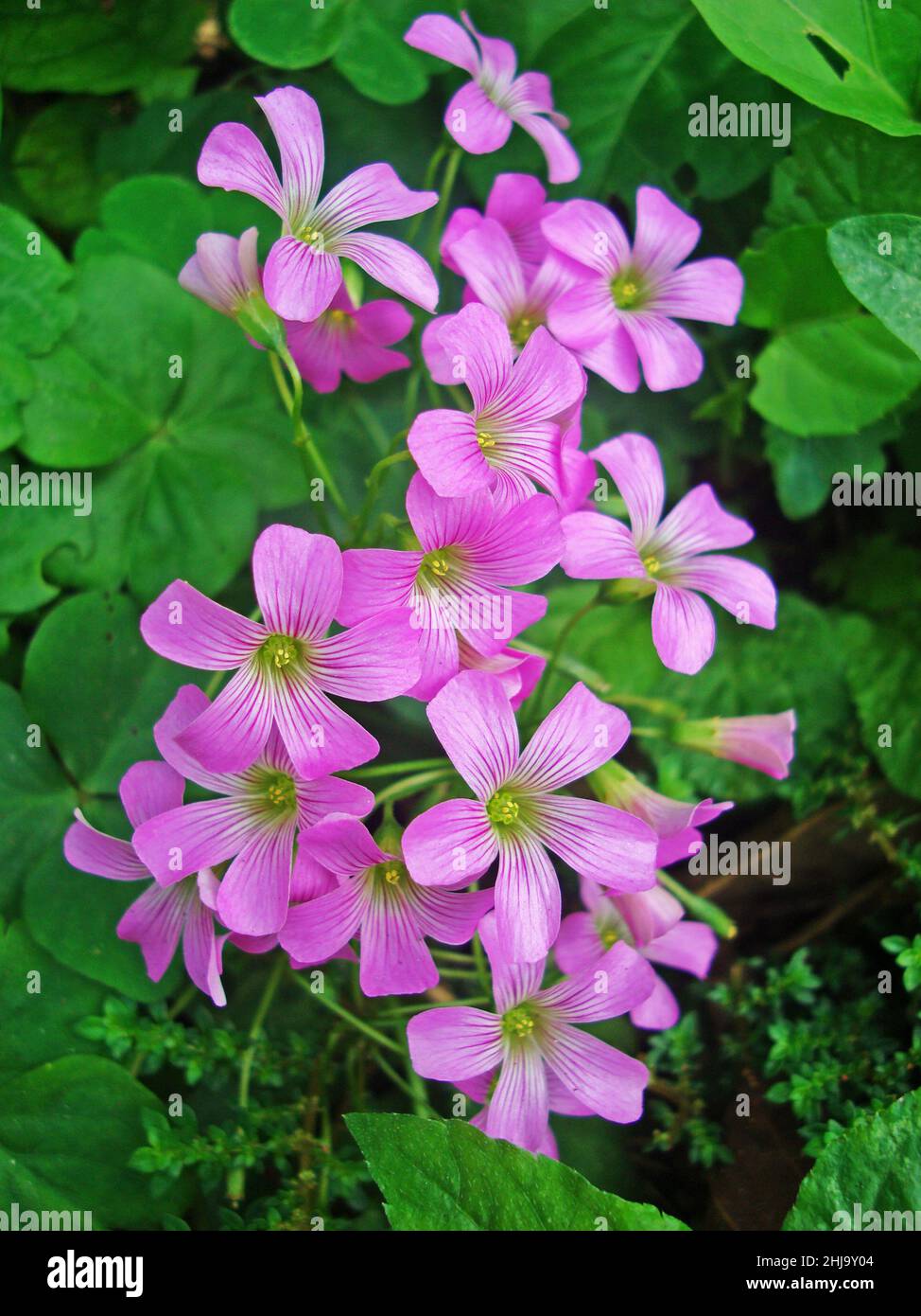 Pink-sorrel flowers (Oxalis articulata) on garden Stock Photo - Alamy