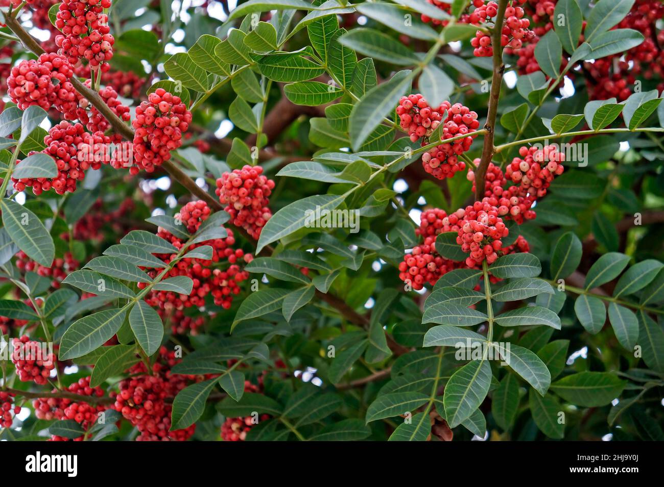 Brazilian peppertree (Schinus terebinthifolius), Rio Stock Photo - Alamy
