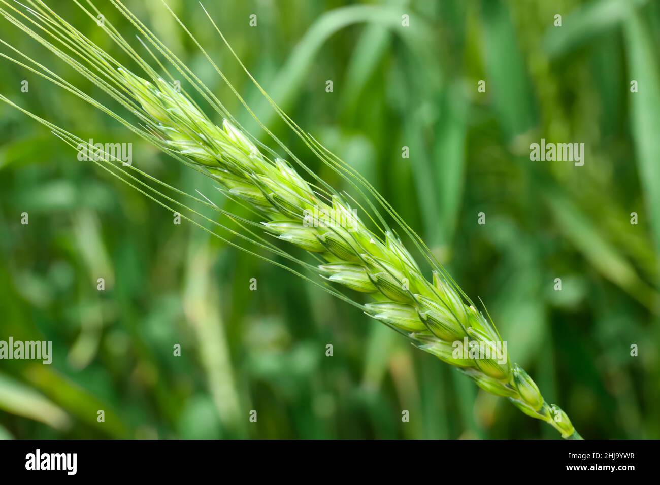 Outside spikelet hi-res stock photography and images - Alamy
