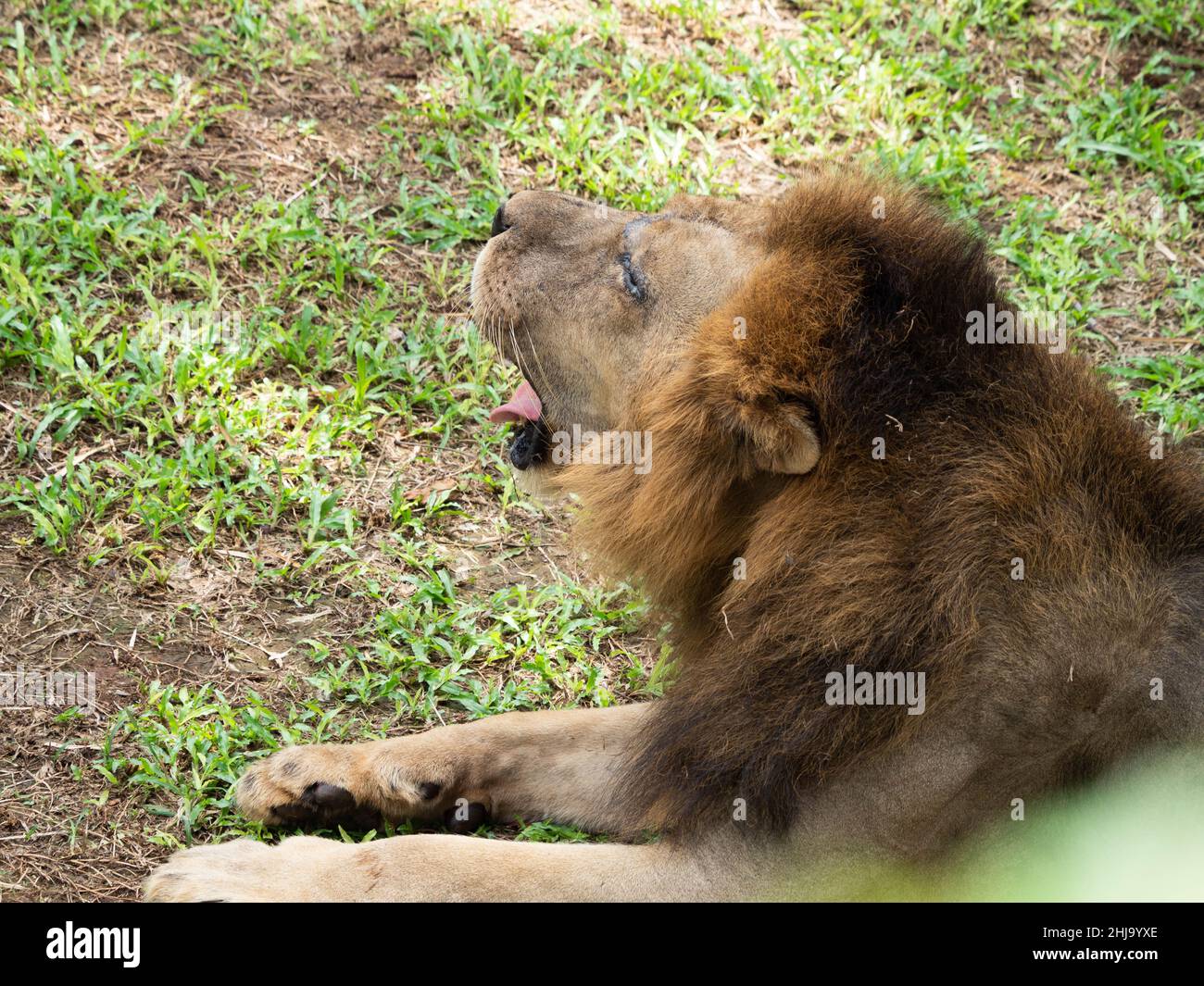 picture of a lion that laying on the land Stock Photo - Alamy