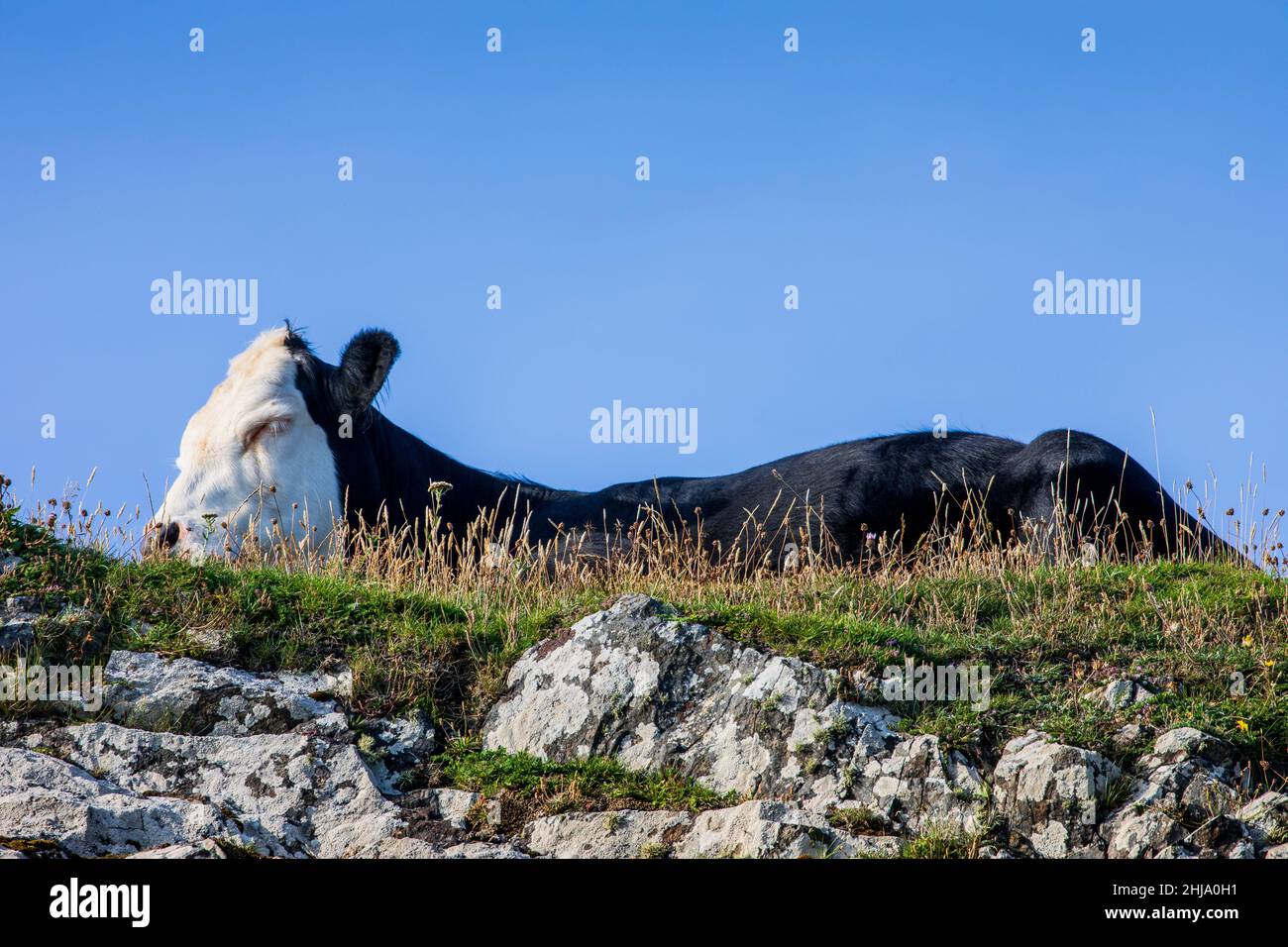 Lying bull cattle hi-res stock photography and images - Alamy