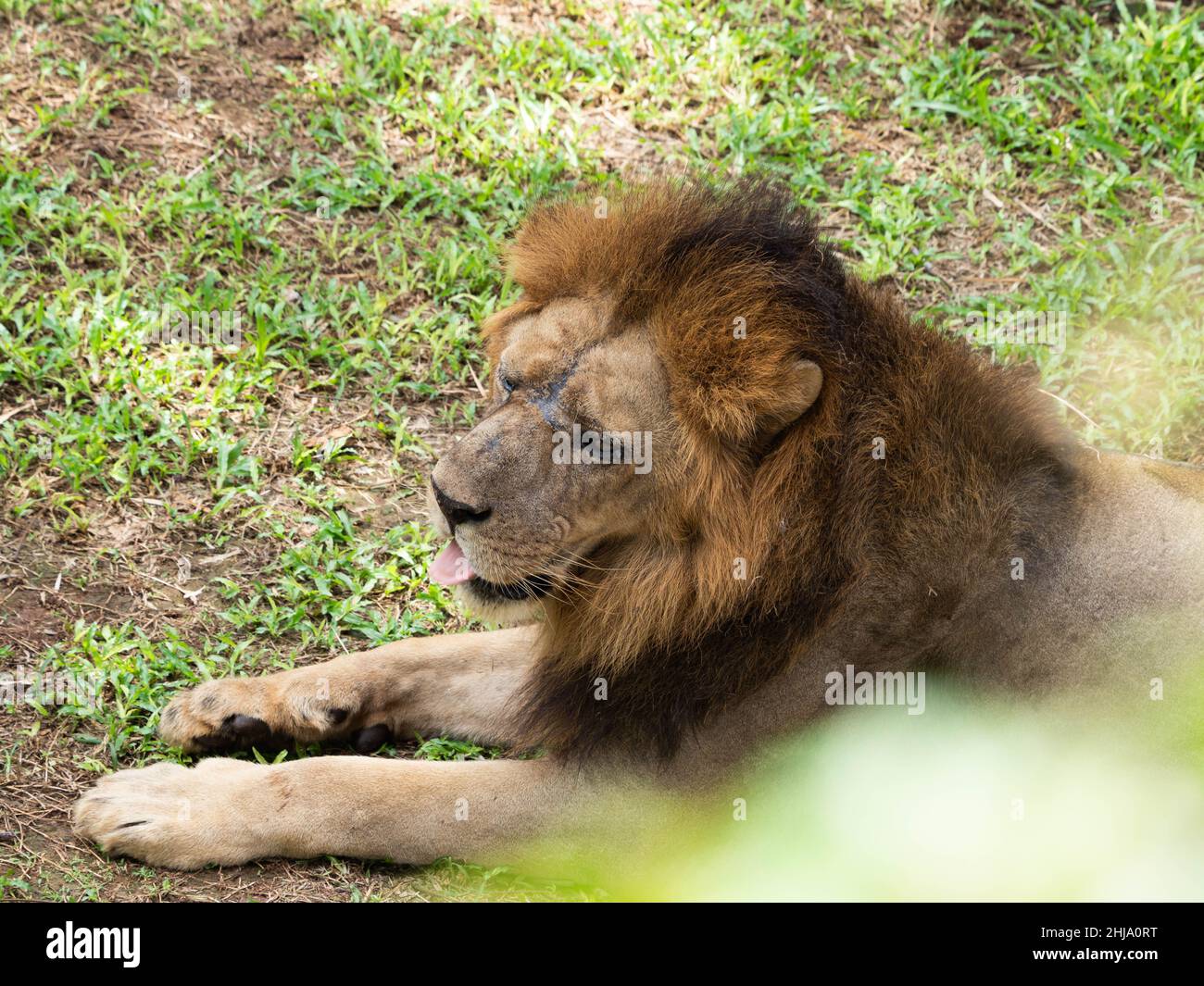 picture of a lion that laying on the land Stock Photo - Alamy