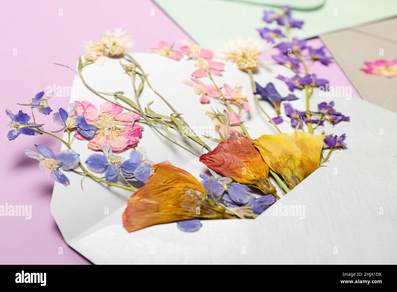 Envelope with dried pressed flowers on pink background, closeup Stock ...