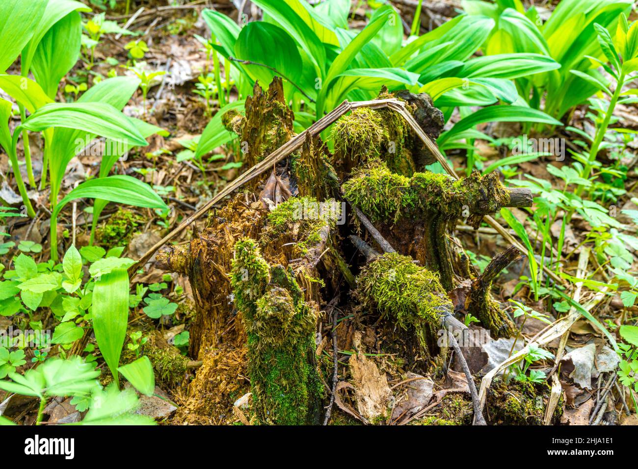 Grow rotten hi-res stock photography and images - Alamy