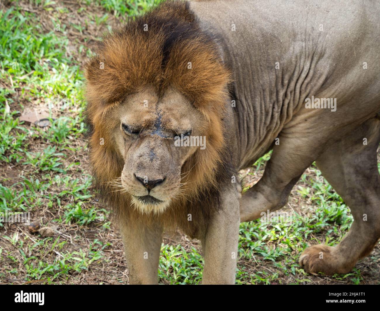 picture of a lion that laying on the land Stock Photo - Alamy