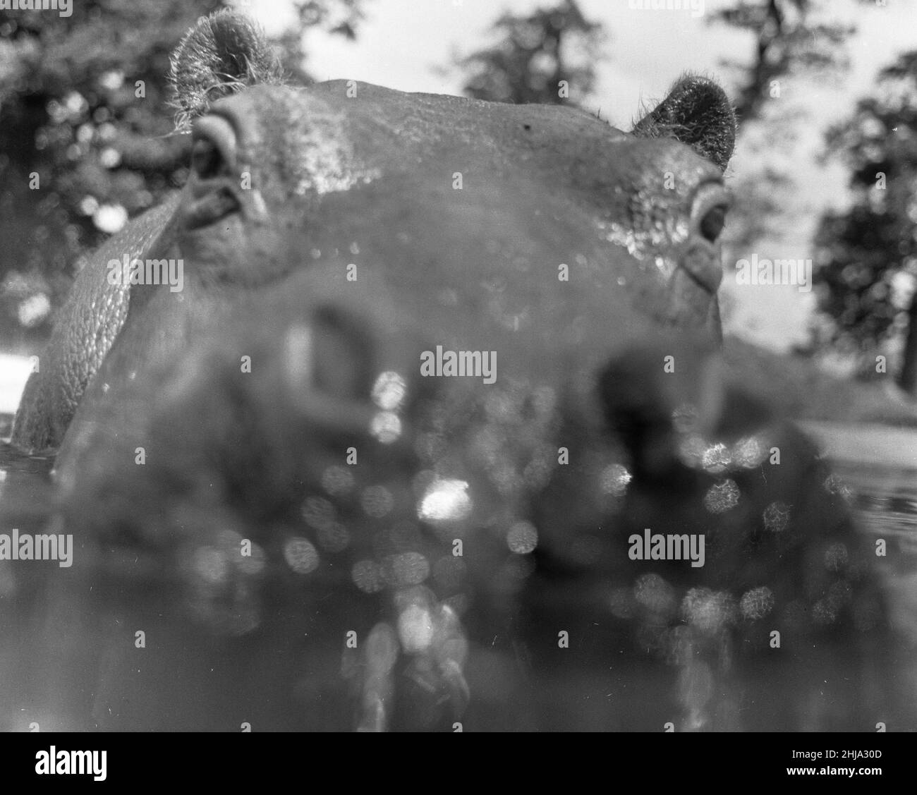 If you want to get ahead, get a hippo! Humphrey the hippo is known as a ...