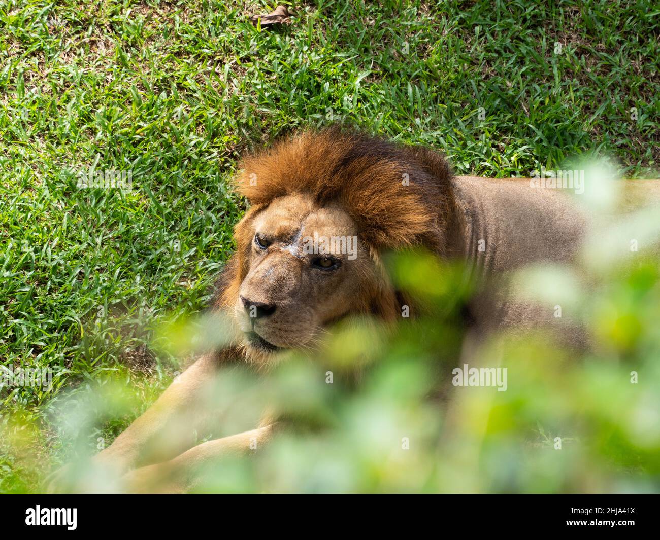 picture of a lion that laying on the land Stock Photo - Alamy
