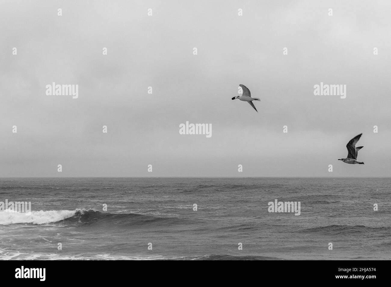 Grayscale bird flying in Black and White Stock Photos & Images - Alamy