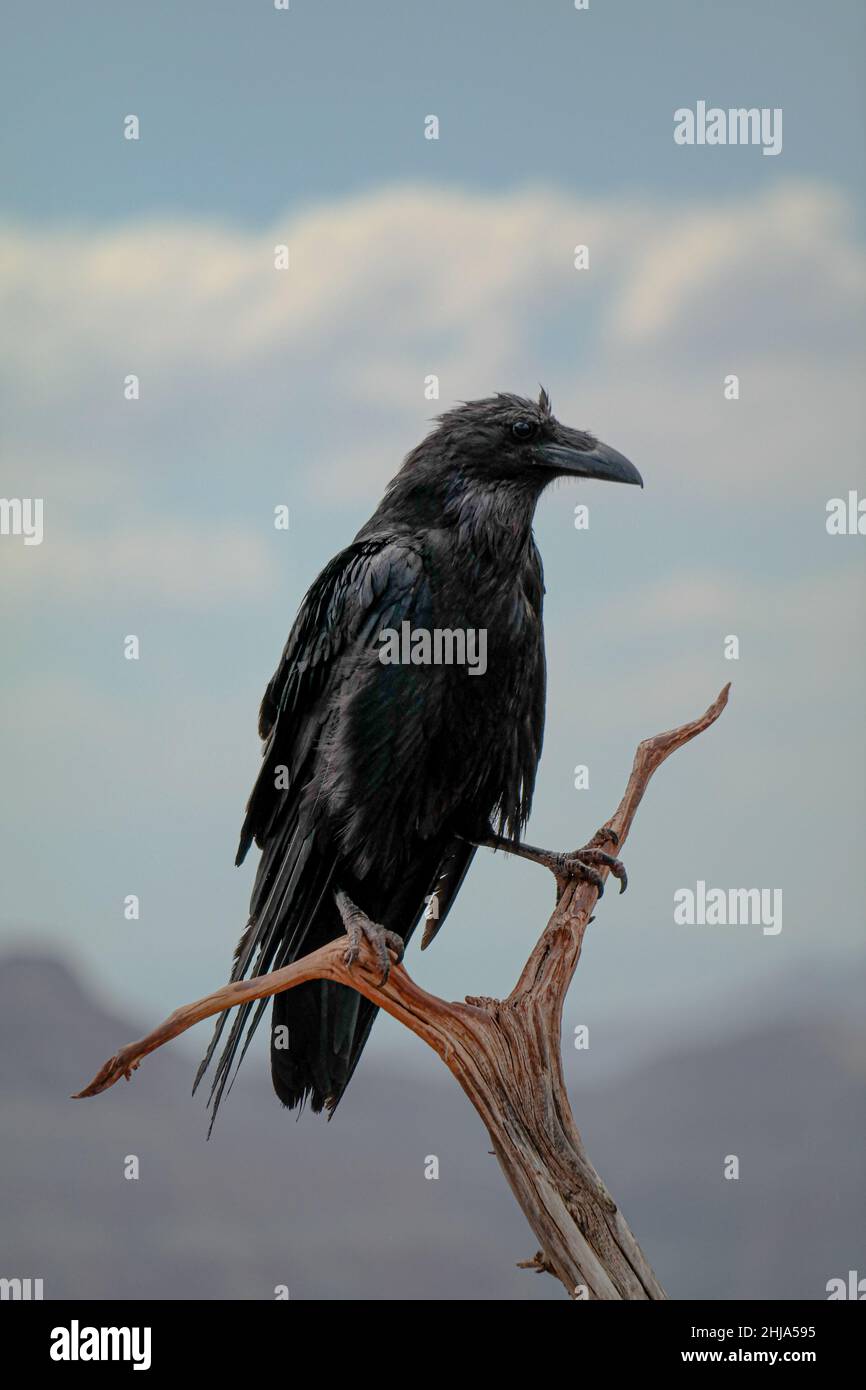 Vertical dramatic shot of a crow perched on a branch Stock Photo - Alamy