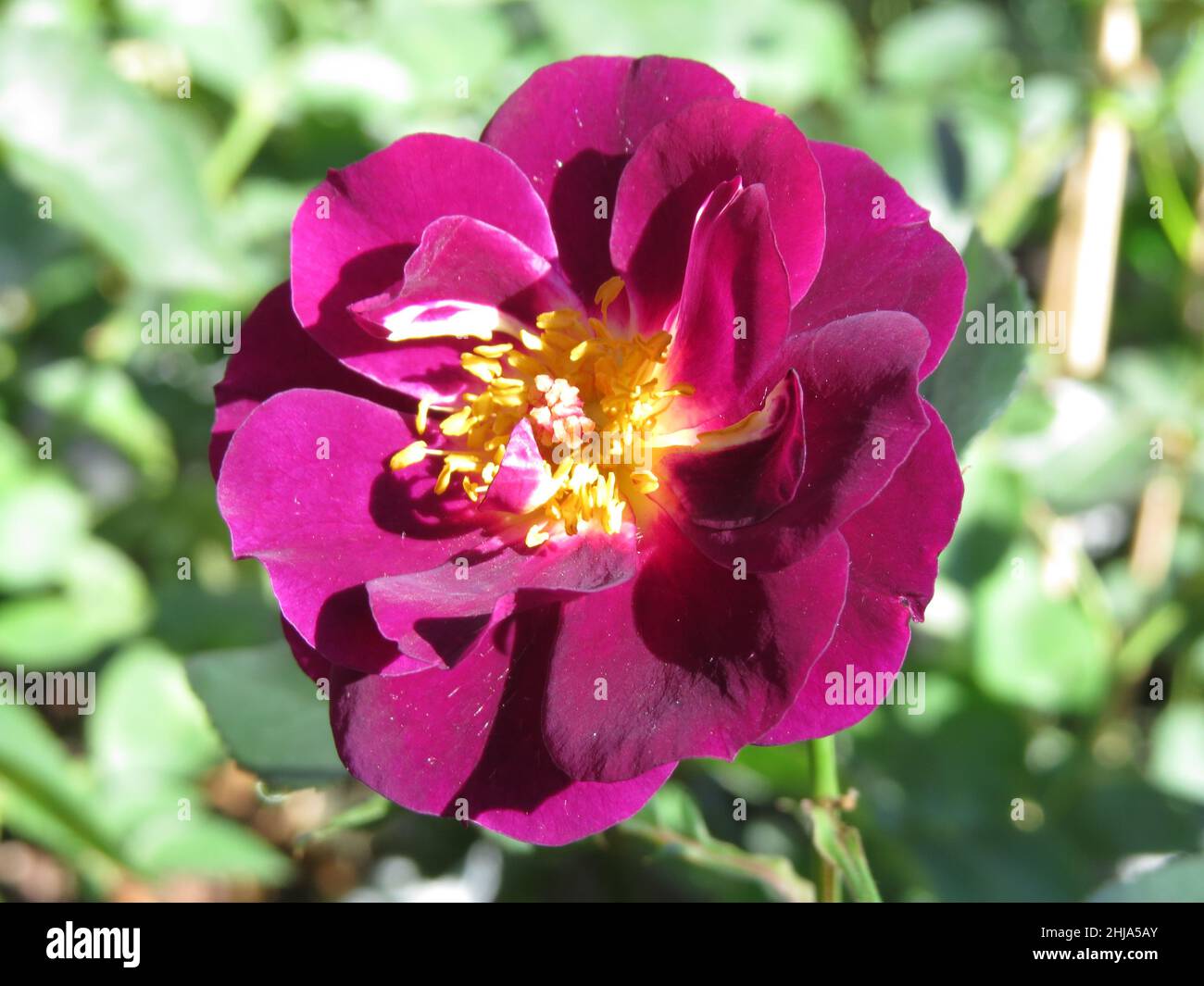 Midnight rose flower hi-res stock photography and images - Alamy