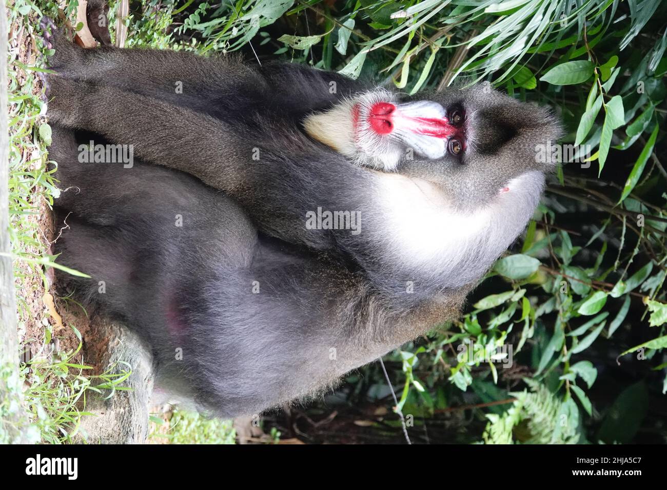 Mandrill in the jungle hi-res stock photography and images - Alamy