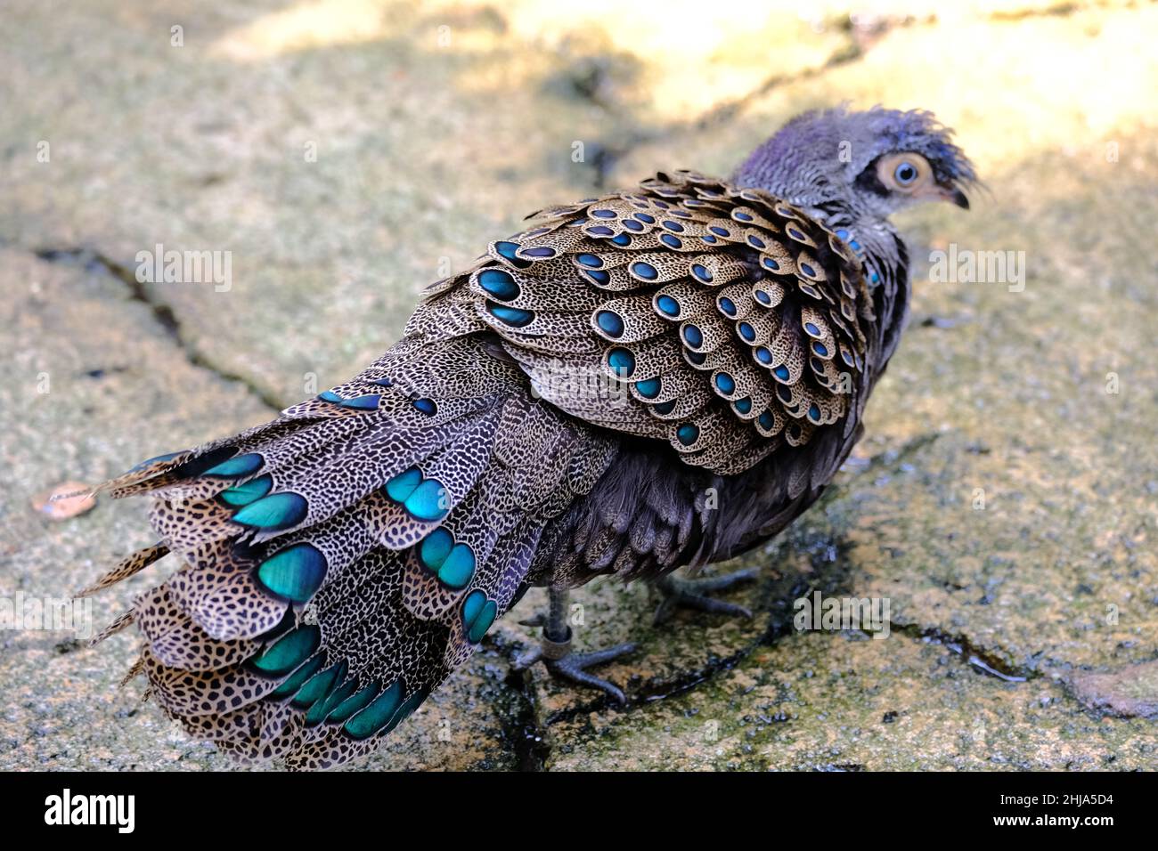 Closeup of a gray peacock-pheasant on the ground Stock Photo - Alamy
