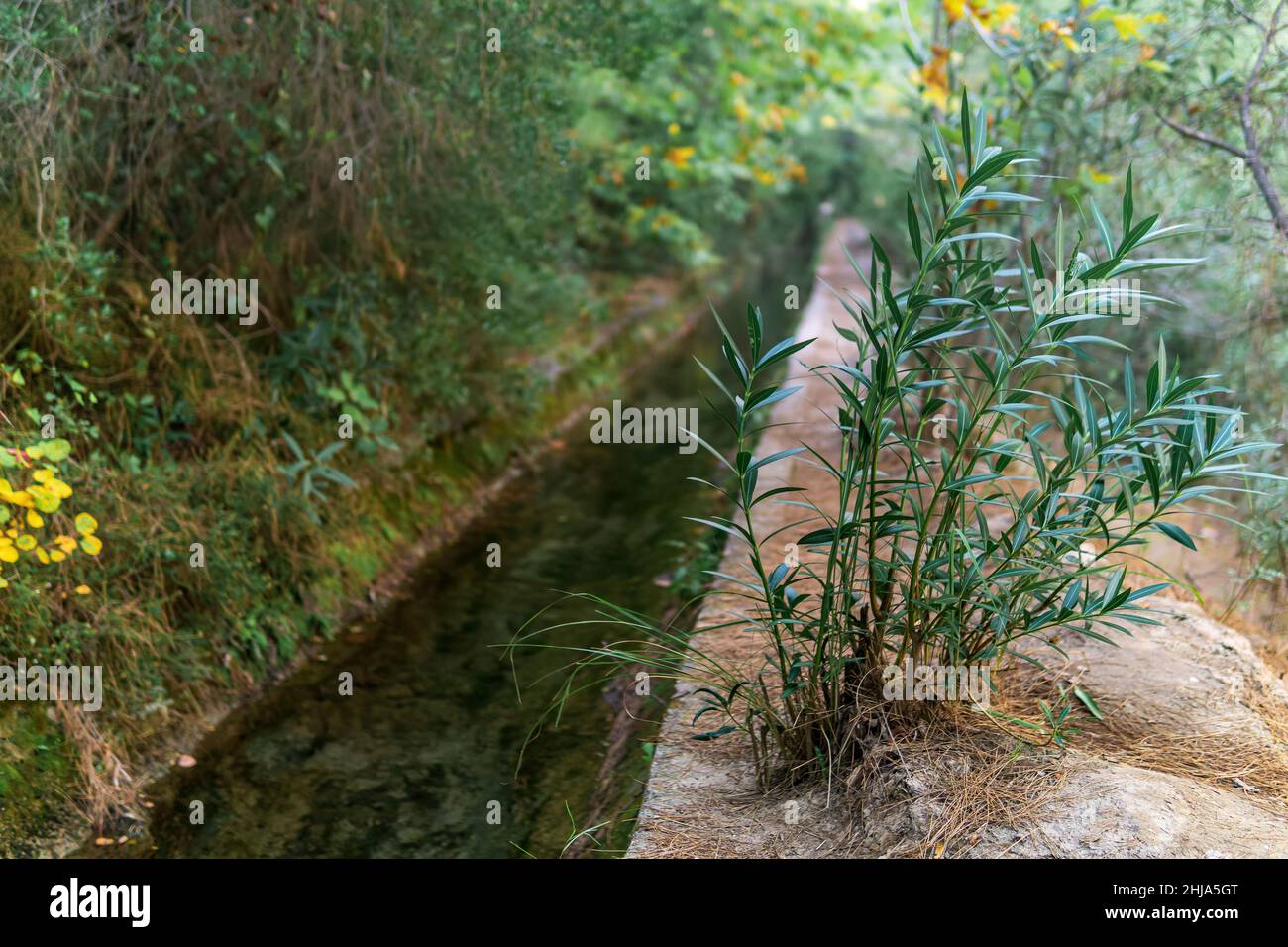 artificial rill among vegetation in mountainous area Stock Photo - Alamy
