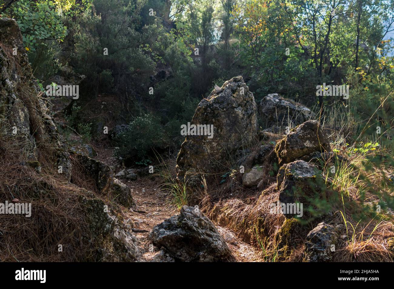 wooded mountain path along a slope among granite boulders Stock Photo ...