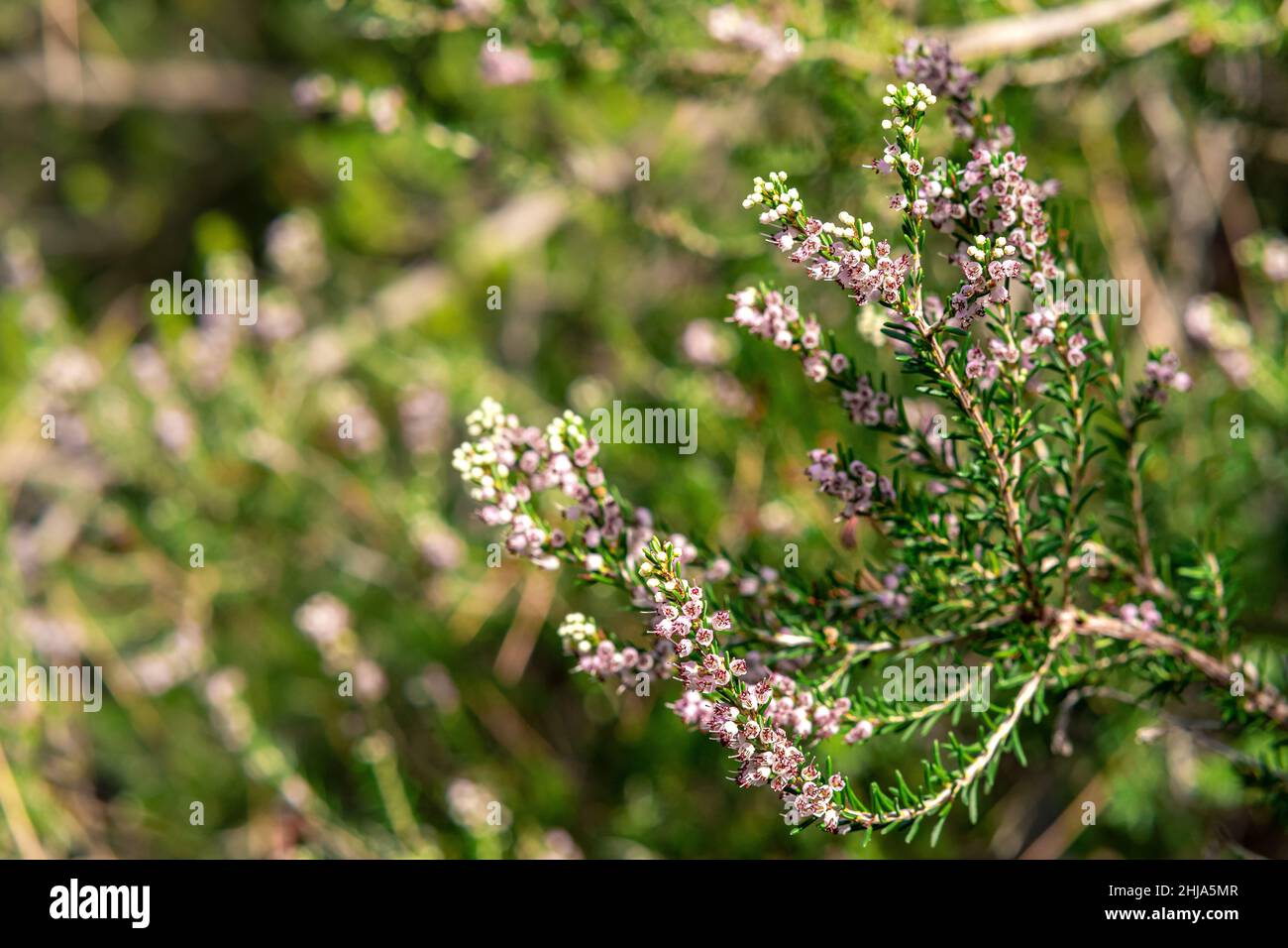 Sprig Flowering High Resolution Stock Photography and Images - Alamy