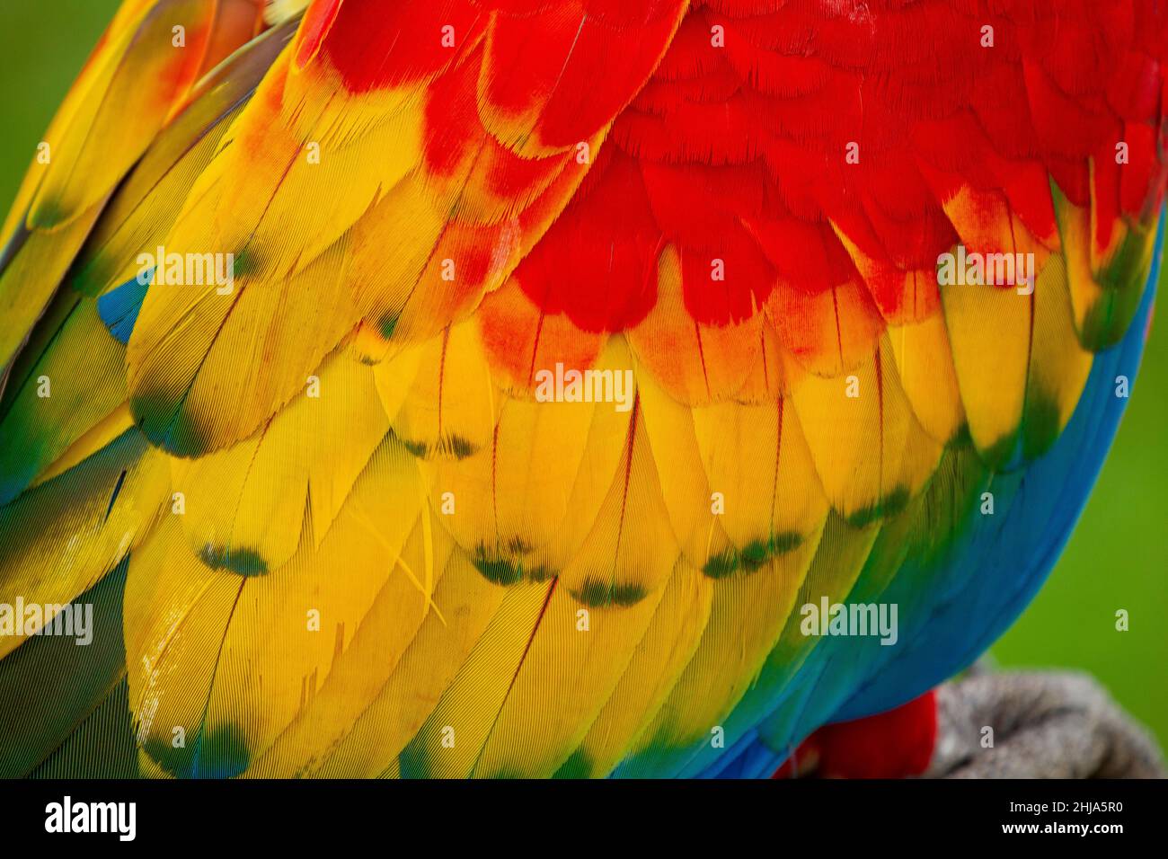 Scarlet Macaw (Ara macao) wing detail Stock Photo - Alamy