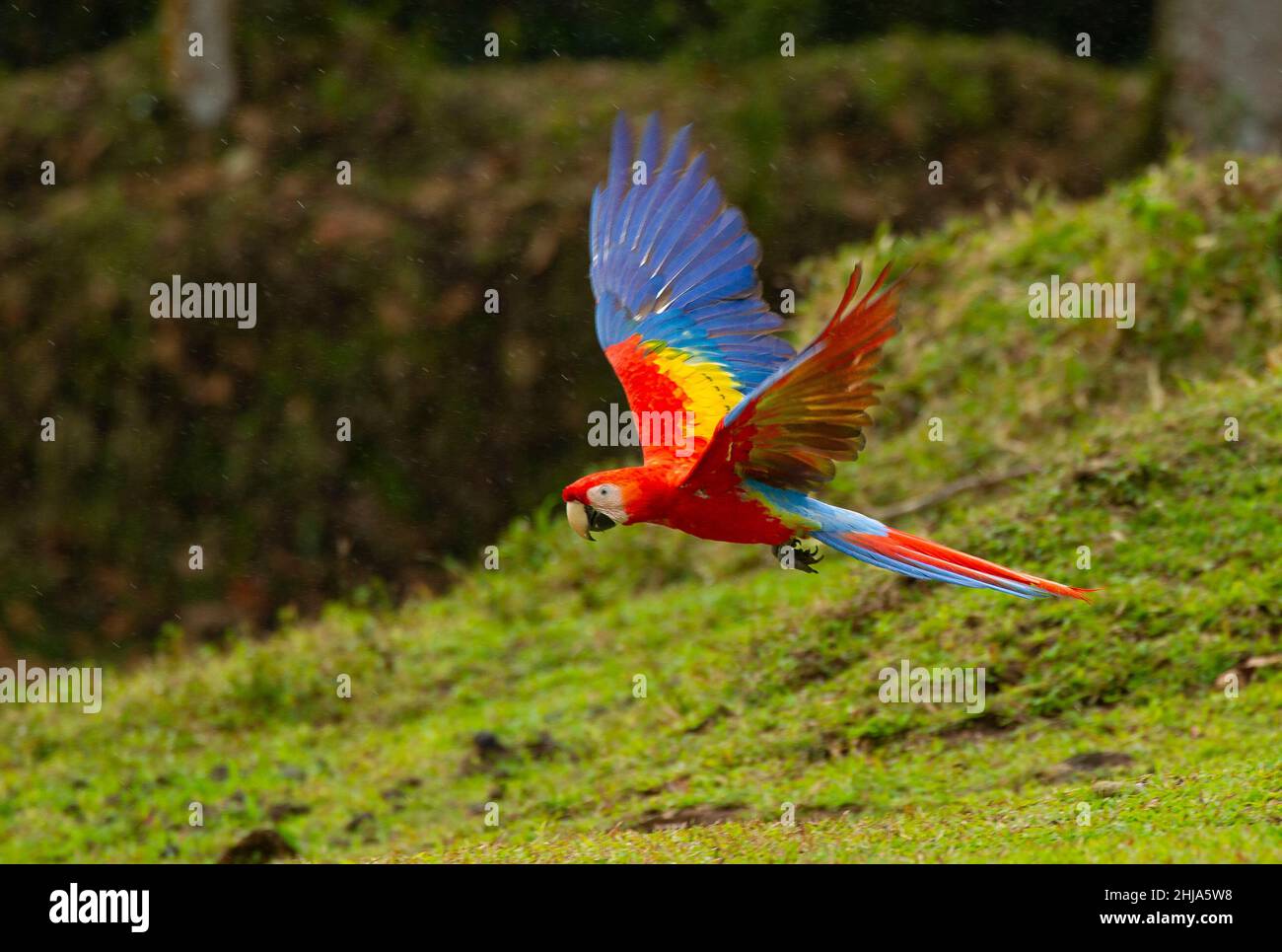Scarlet Macaw (Ara macao) in flight Stock Photo - Alamy