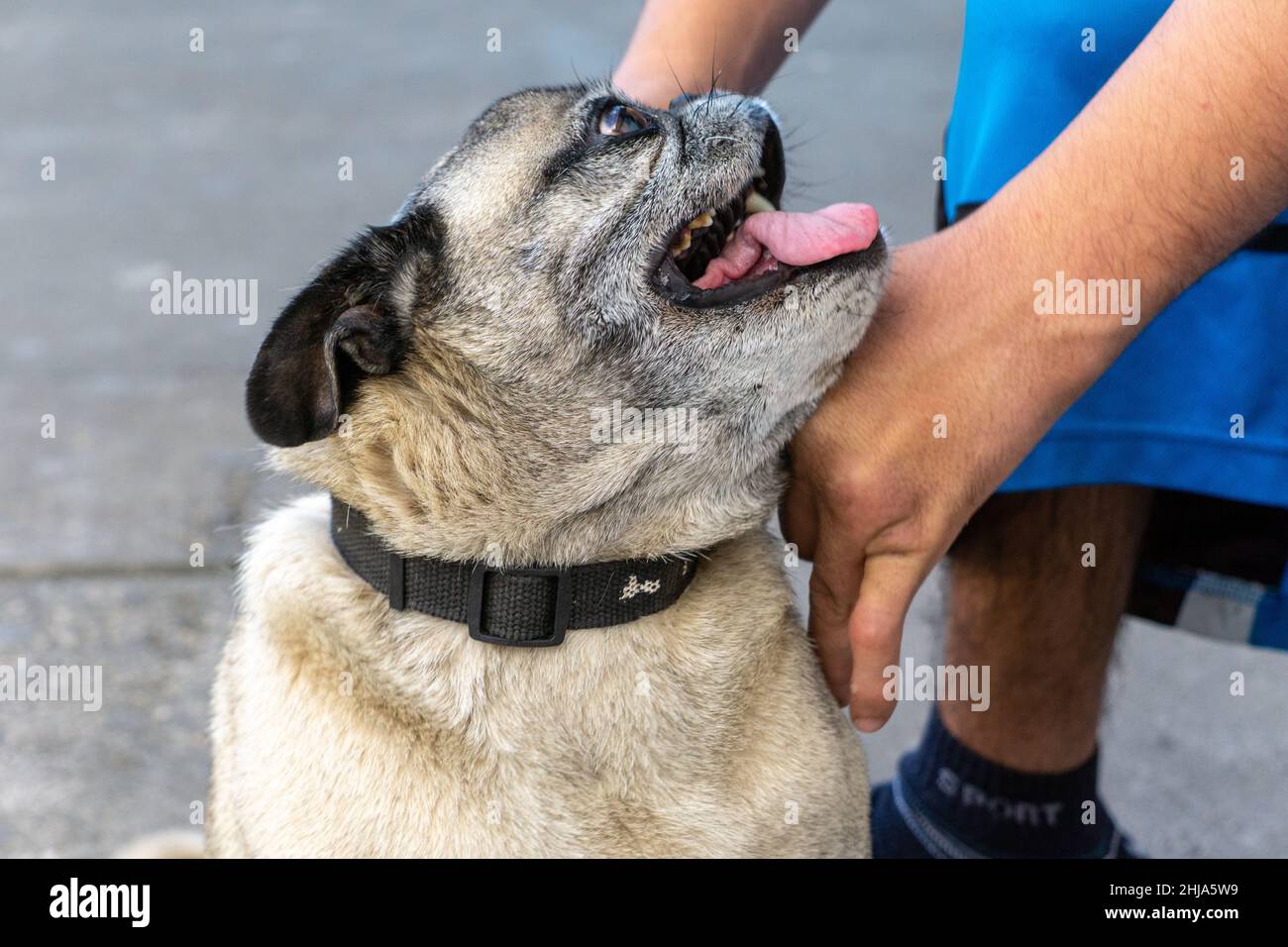 Old fawn pug with black ears looks up as his owner pats him under the ...