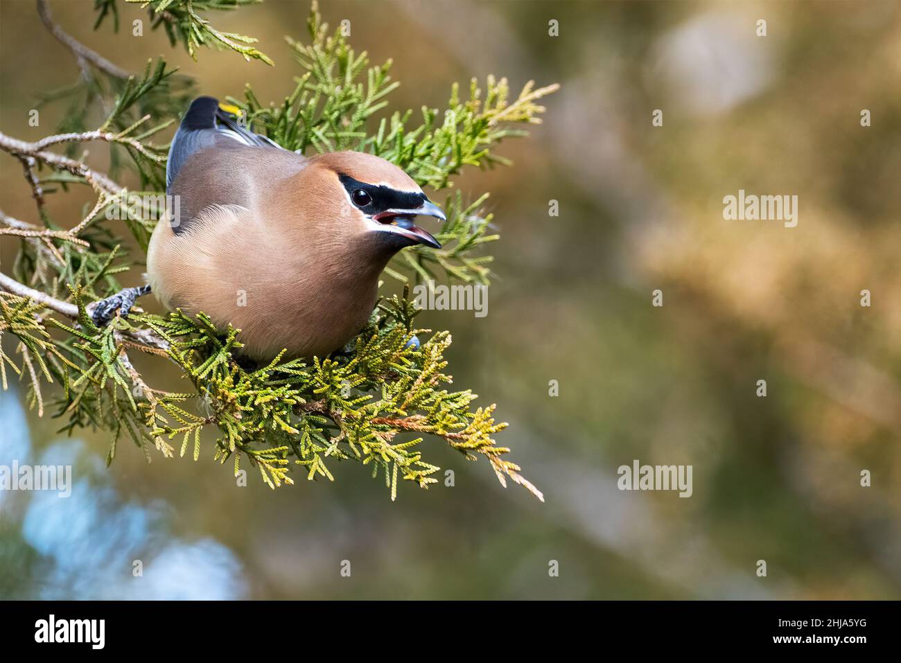 Adult cedar waxwing feeding on eastern red cedar berries Stock Photo ...
