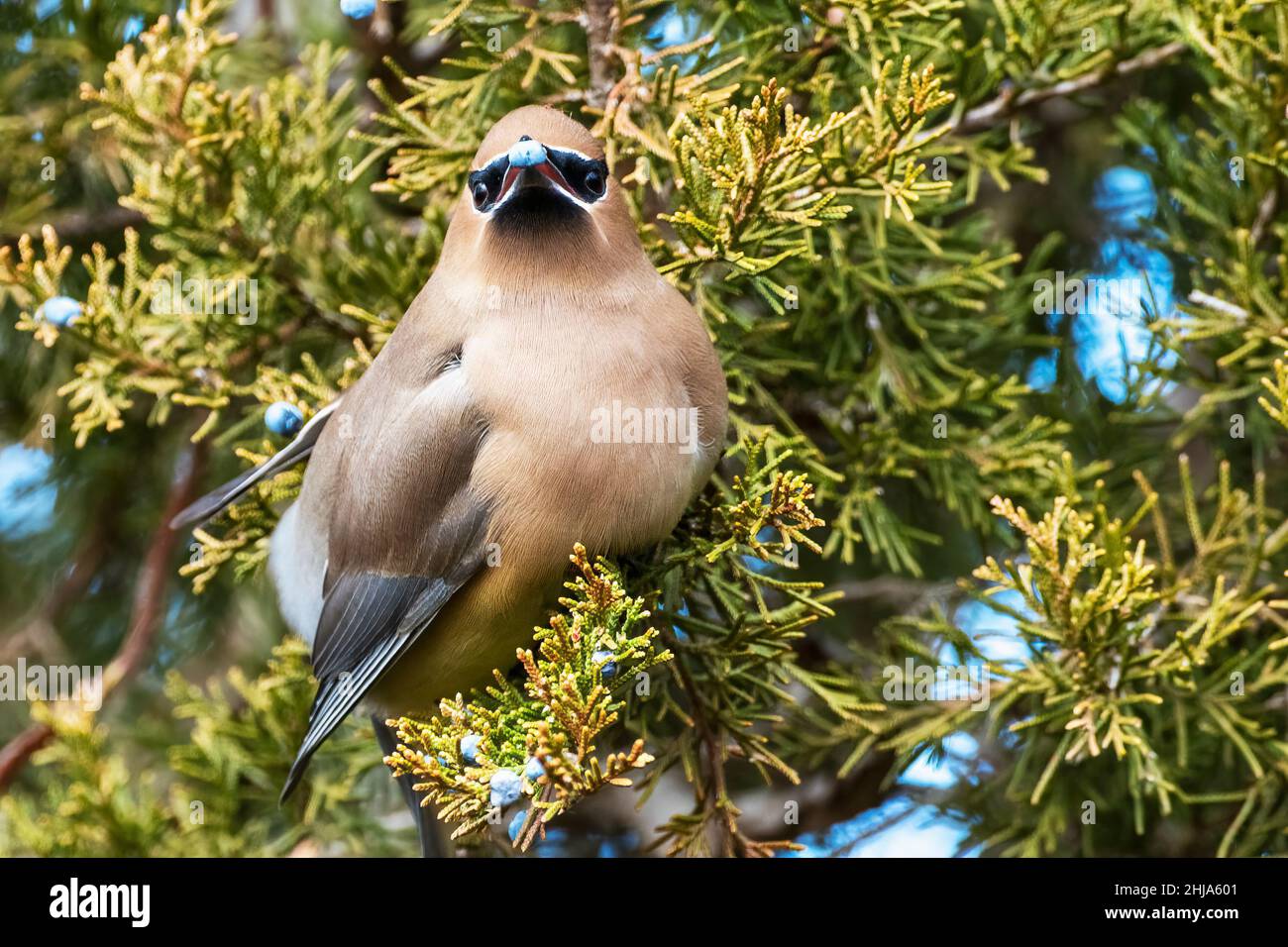 Adult cedar waxwing feeding on eastern red cedar berries Stock Photo ...