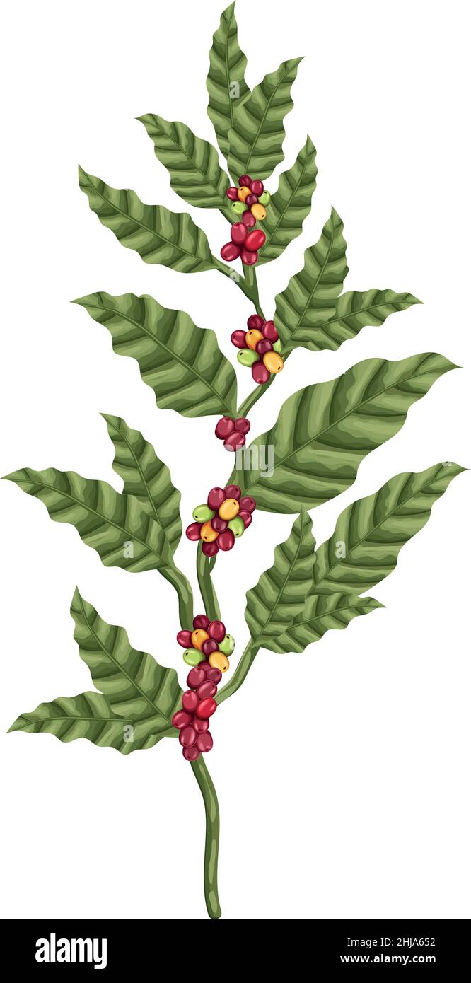coffee plant design Stock Vector Image & Art - Alamy