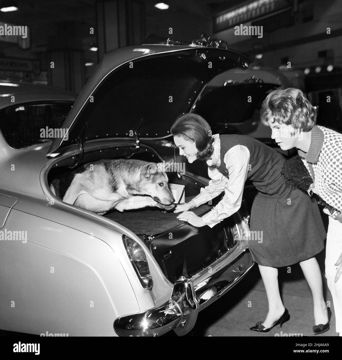 Woman putting her pet dog in the back of a Bentley car at the Earls ...