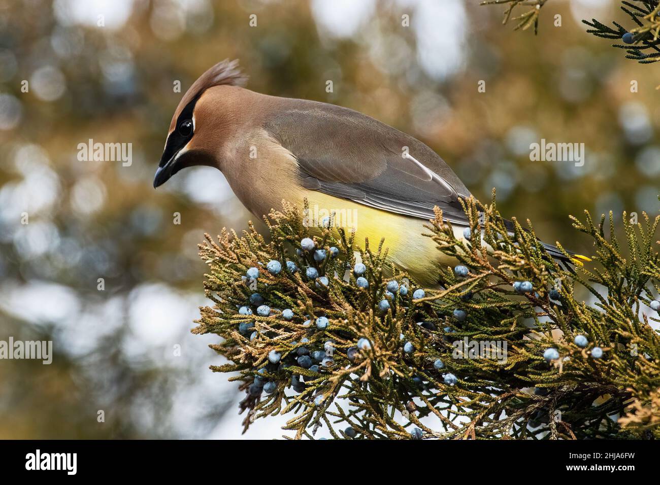 Adult cedar waxwing feeding on eastern red cedar berries Stock Photo ...