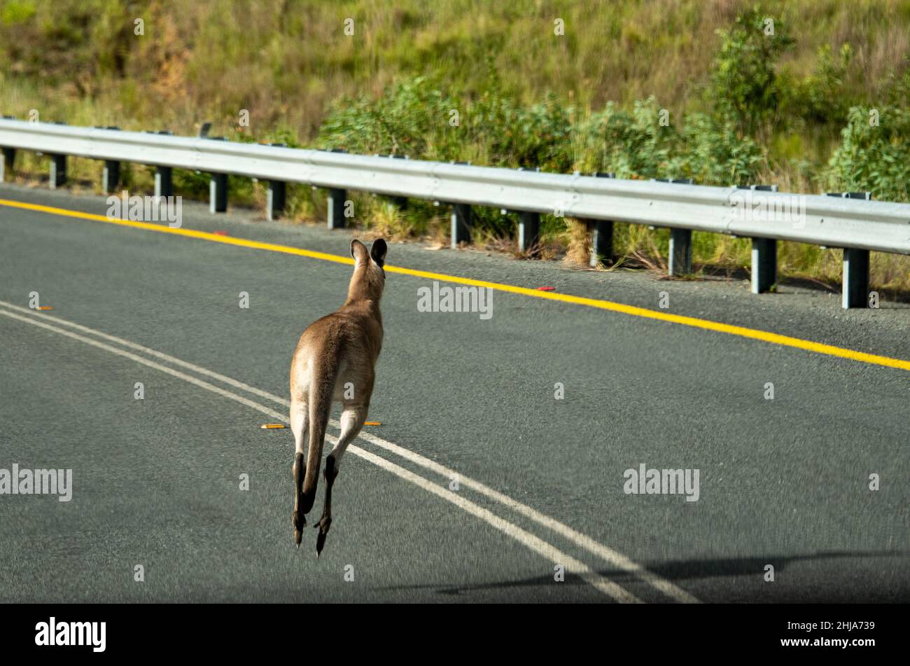 Kangaroo crossing the road and avoiding traffic Stock Photo - Alamy