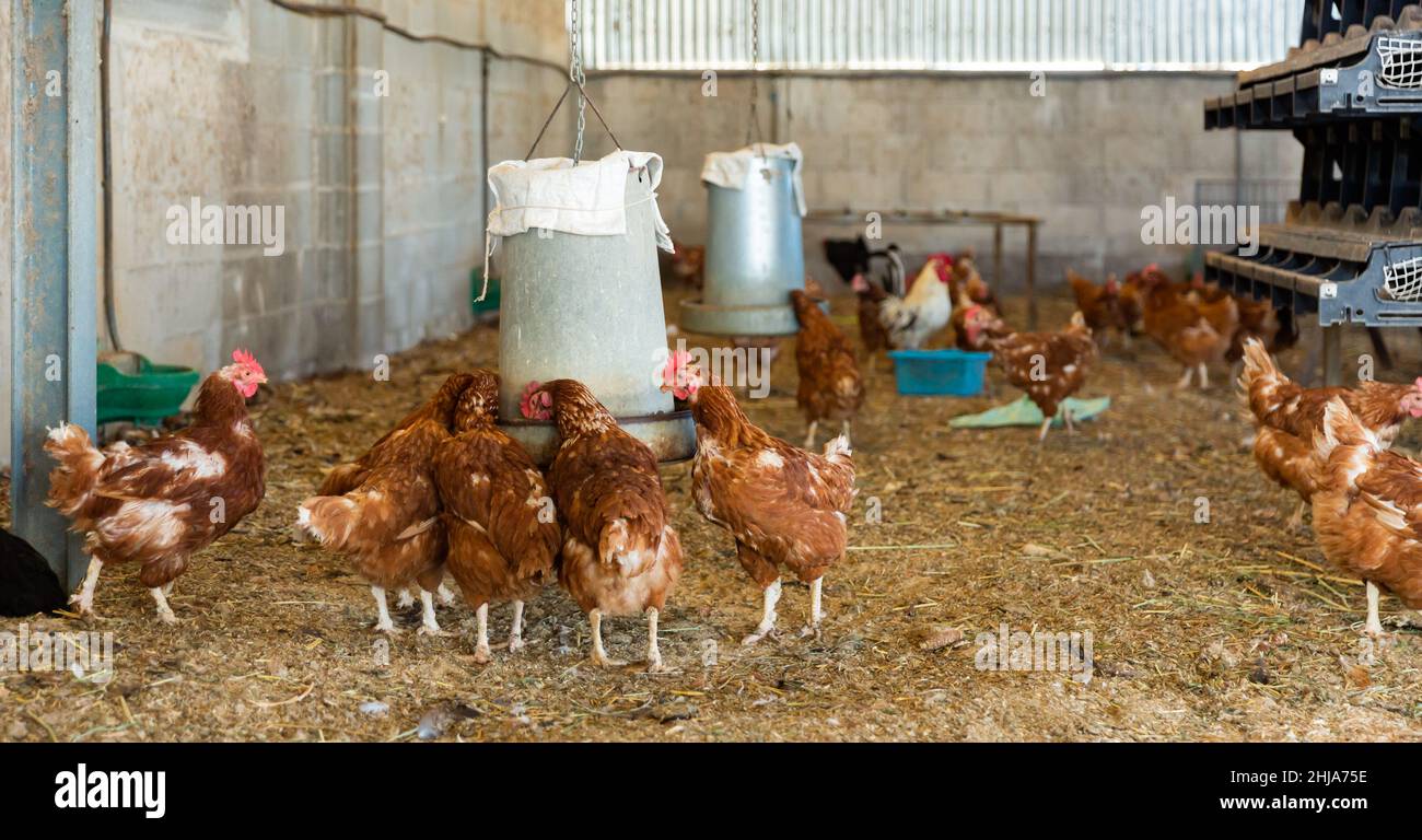 Group of chickens walking and eating in henhouse Stock Photo - Alamy
