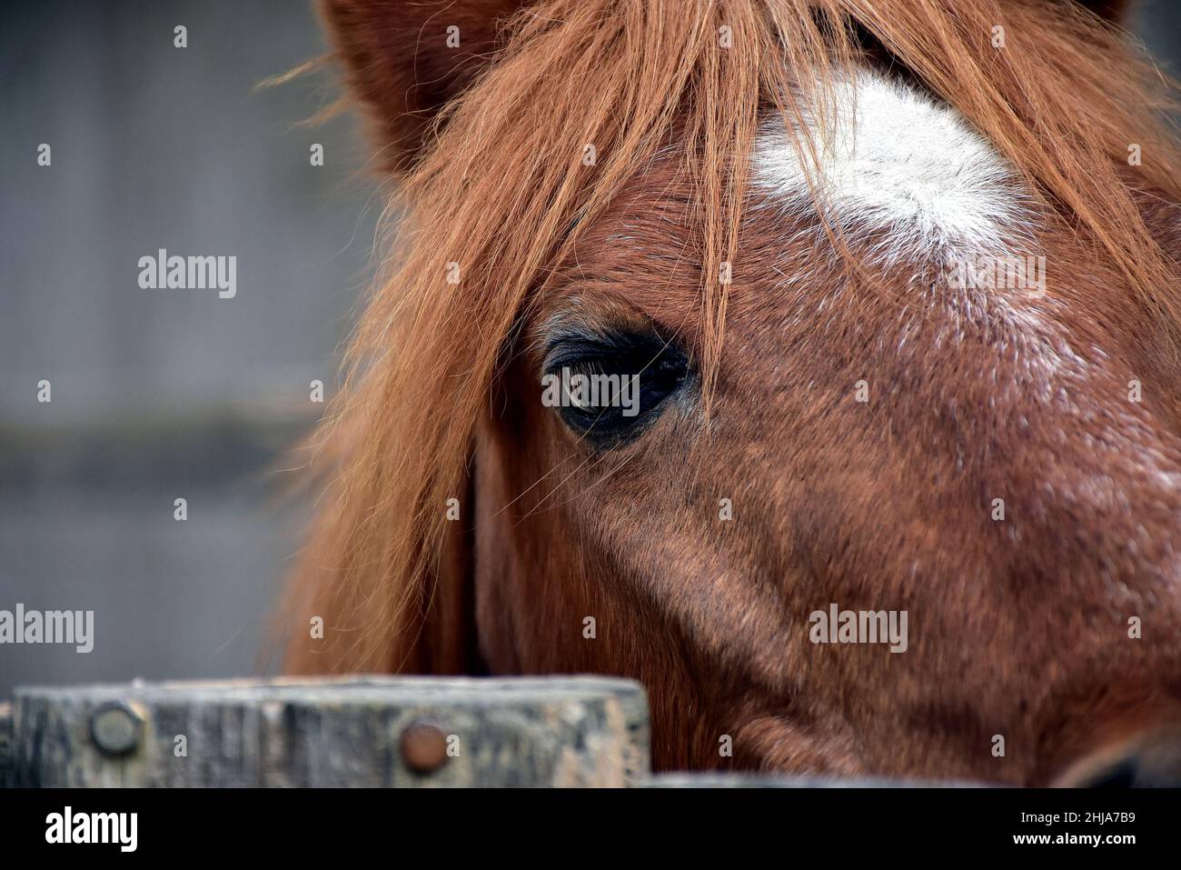 Profile image of horse hi-res stock photography and images - Alamy