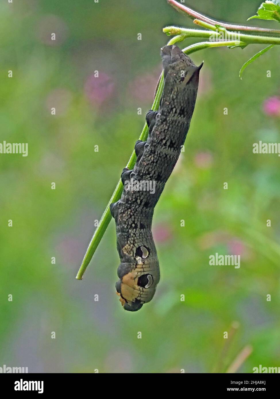 Elephant Hawkmoth caterpillar (Deilephila elpenor) larva of moth on ...
