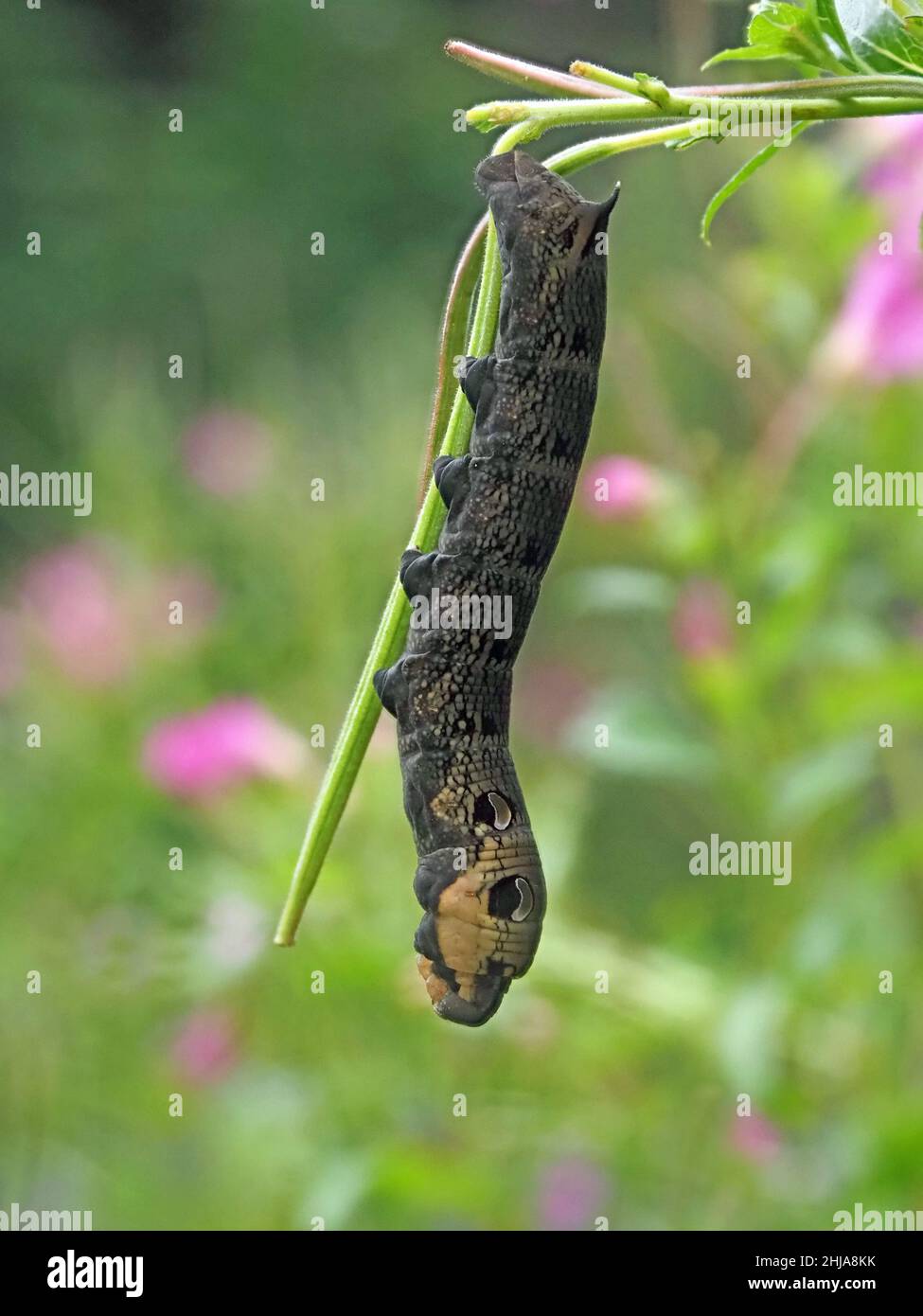 Elephant Hawkmoth caterpillar (Deilephila elpenor) larva of moth on ...