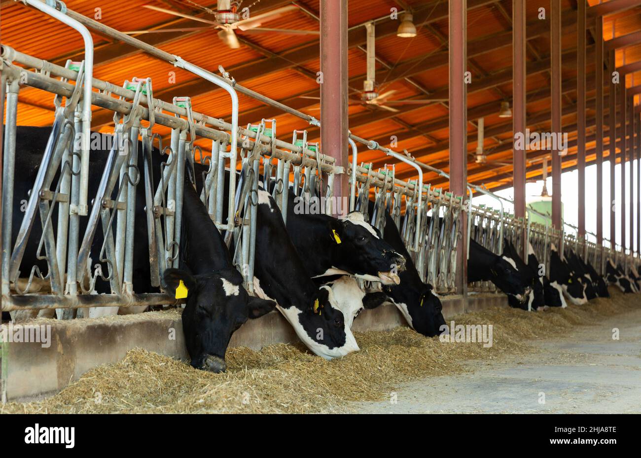 Modern farm cowshed with milking cows eating hay closeup Stock Photo ...