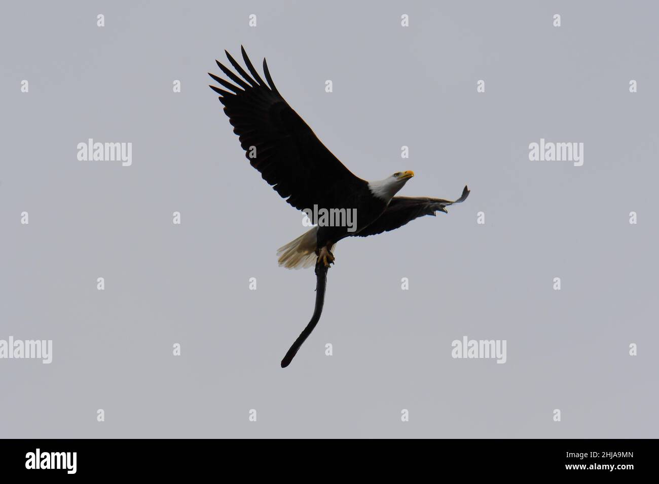 Adult Eagle in flight with caught eel Stock Photo - Alamy