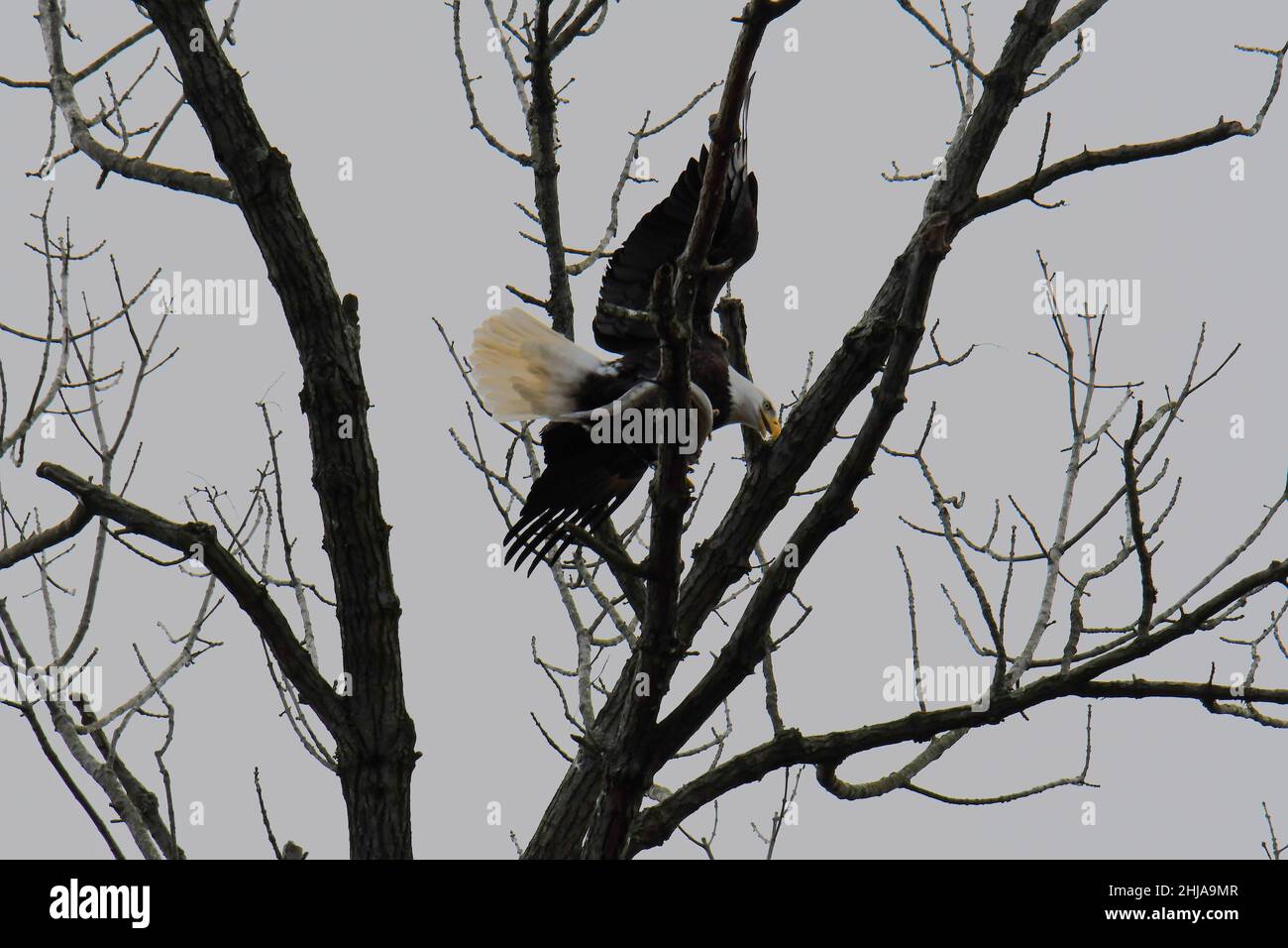 Adult Bald Eagle land on tree branch with caught eel Stock Photo - Alamy