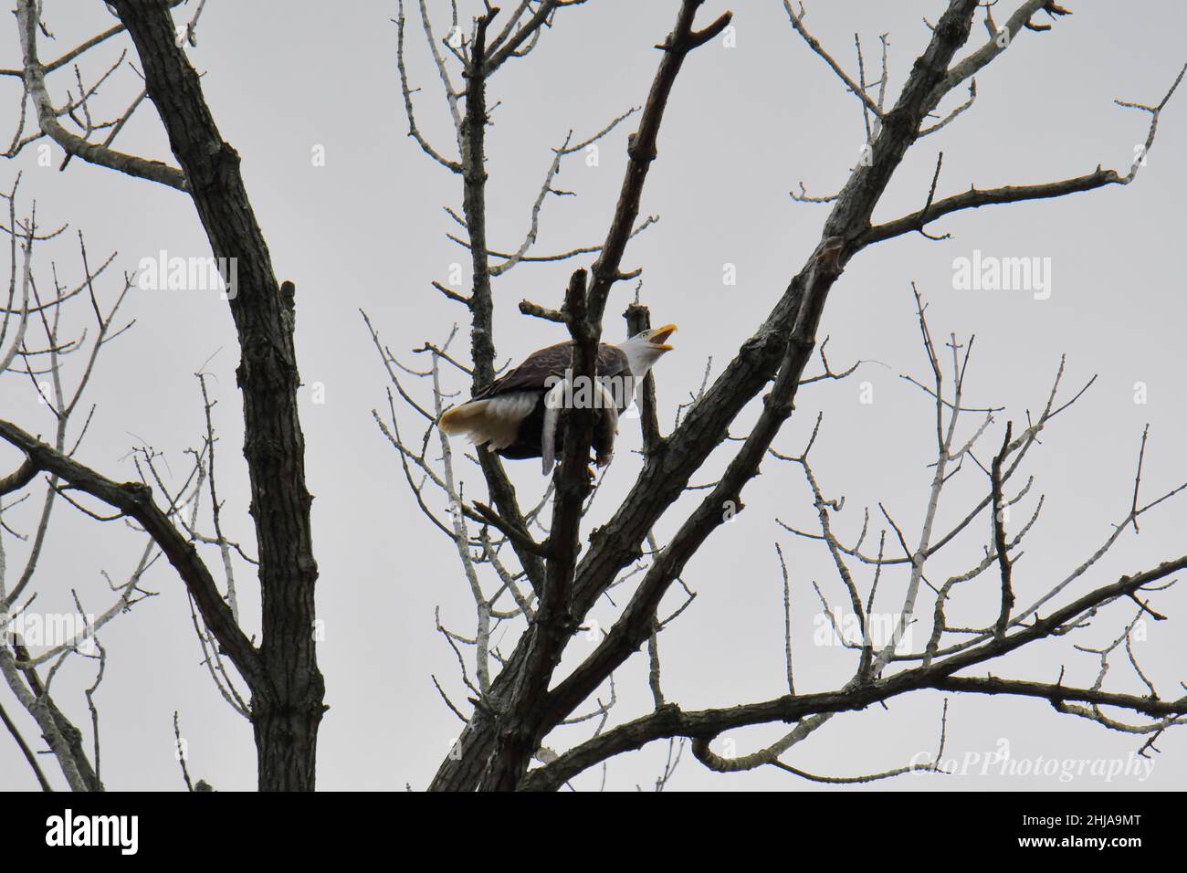 Bald eagle landing on branch hi-res stock photography and images - Alamy