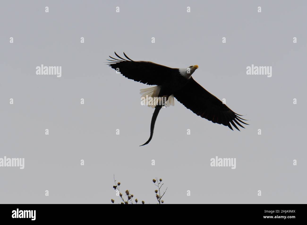 Adult Eagle in flight with caught eel Stock Photo - Alamy