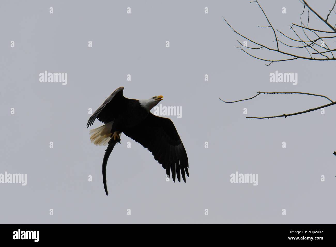 Adult eel hi-res stock photography and images - Alamy