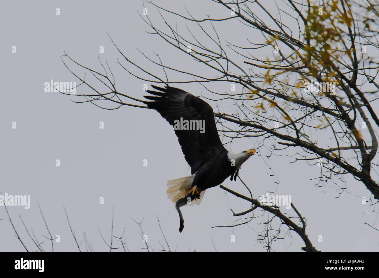 American Eel High Resolution Stock Photography and Images - Alamy