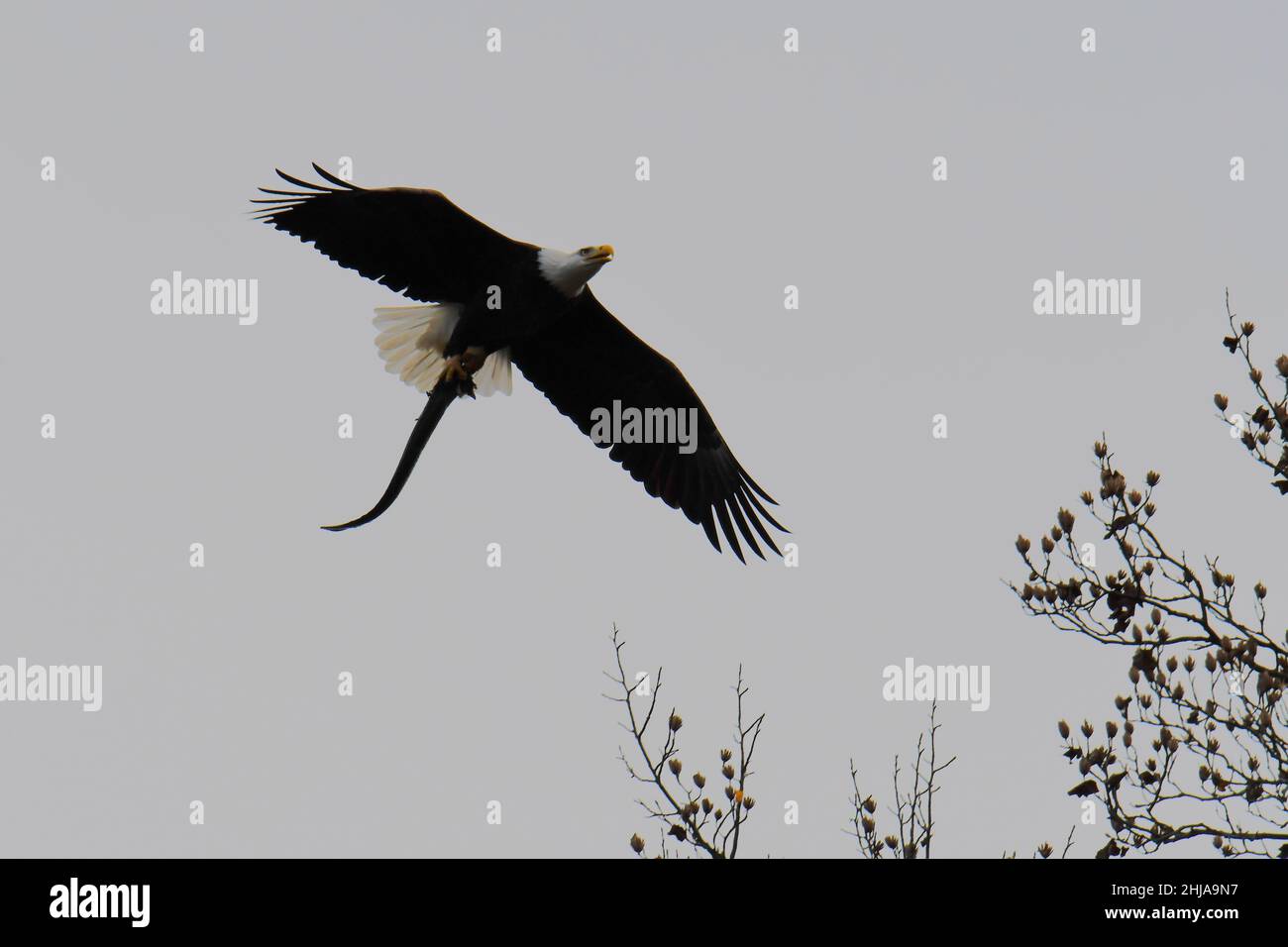 Adult Eagle in flight with caught eel Stock Photo - Alamy