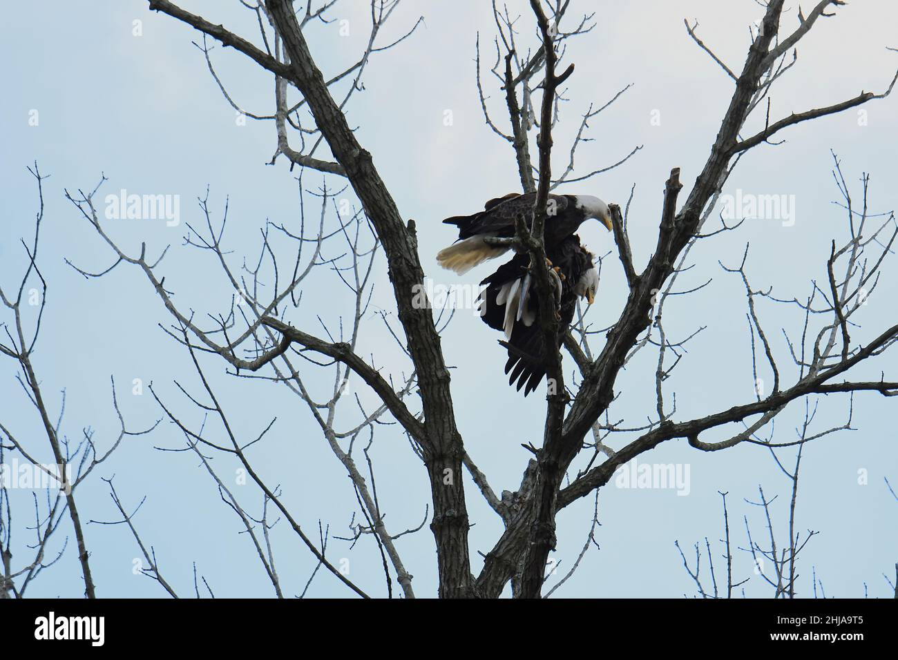 Male Adult Bald Eagle landing next to mate with eel on tree branch ...