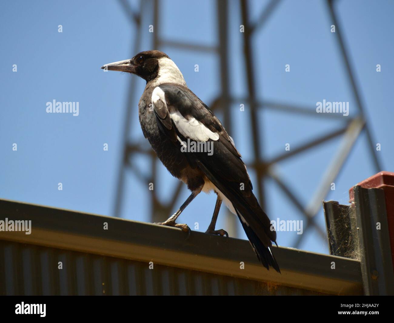 Black and white Australian magpie bird perched on a corrugated tin ...