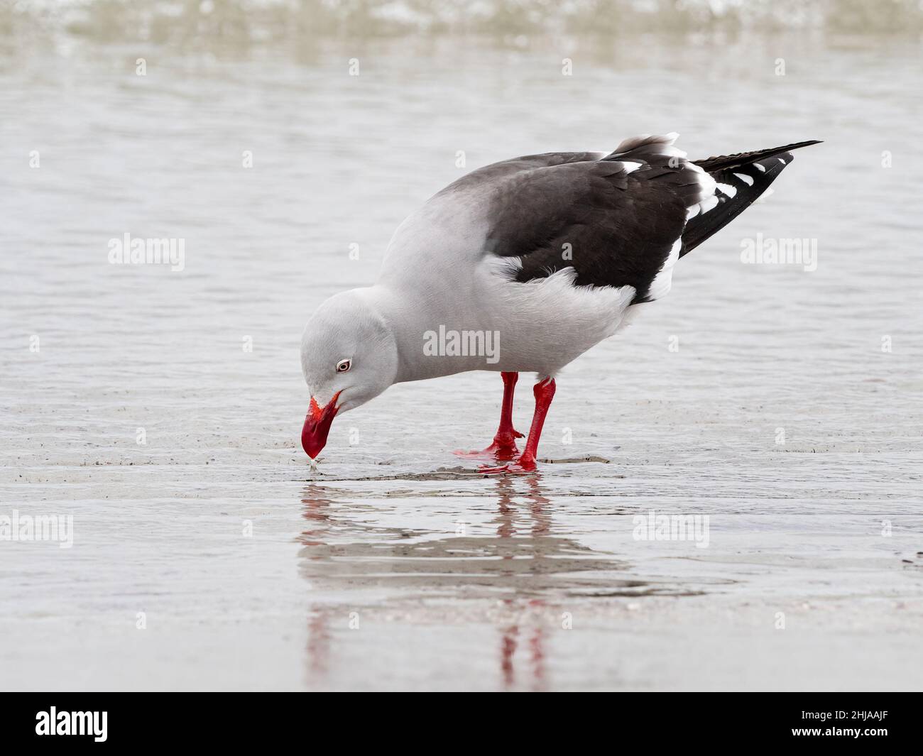 An adult dolphin gull, Leucophaeus scoresbii, at low tide on Saunders ...