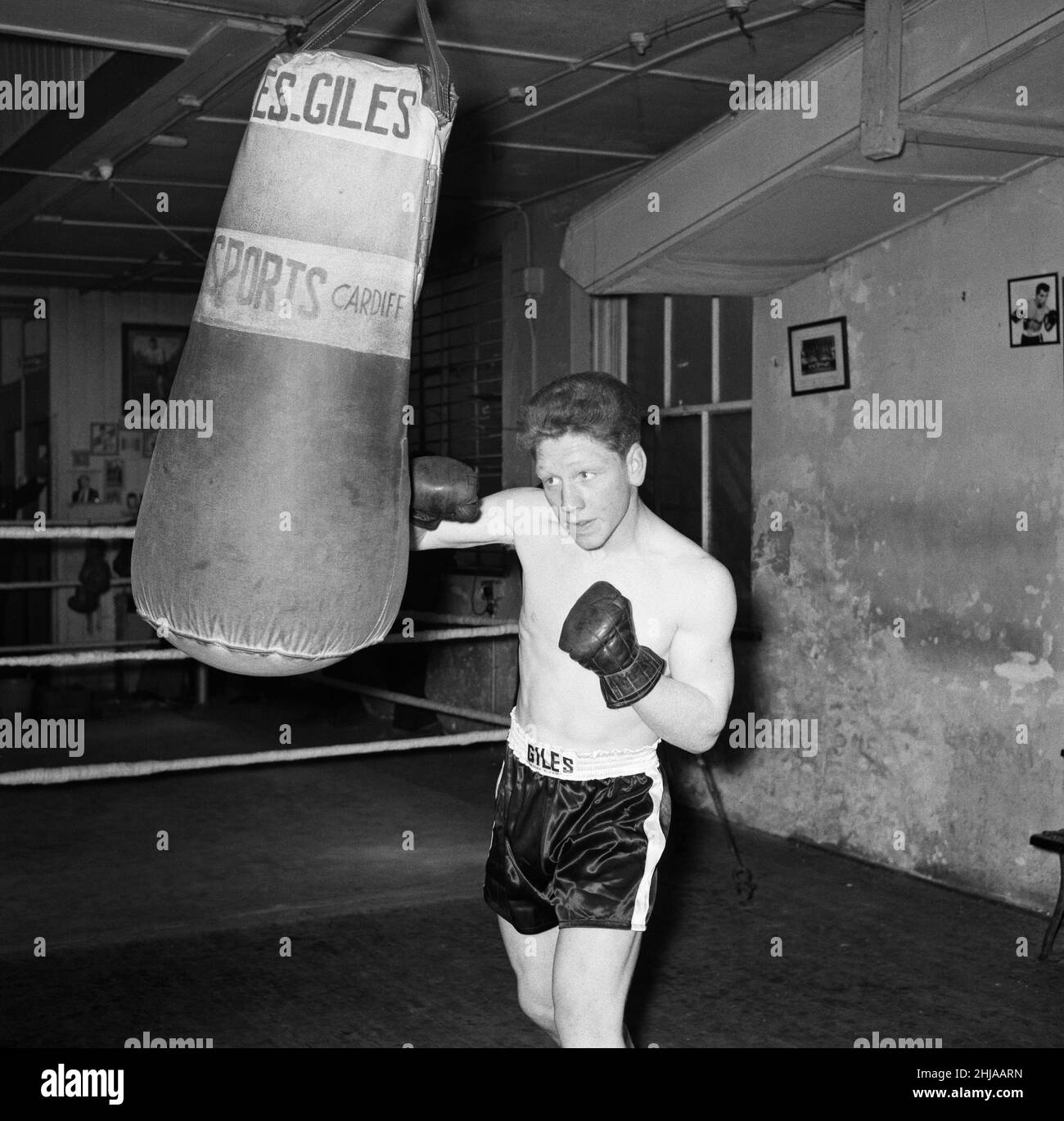 Welsh boxer hi-res stock photography and images - Alamy