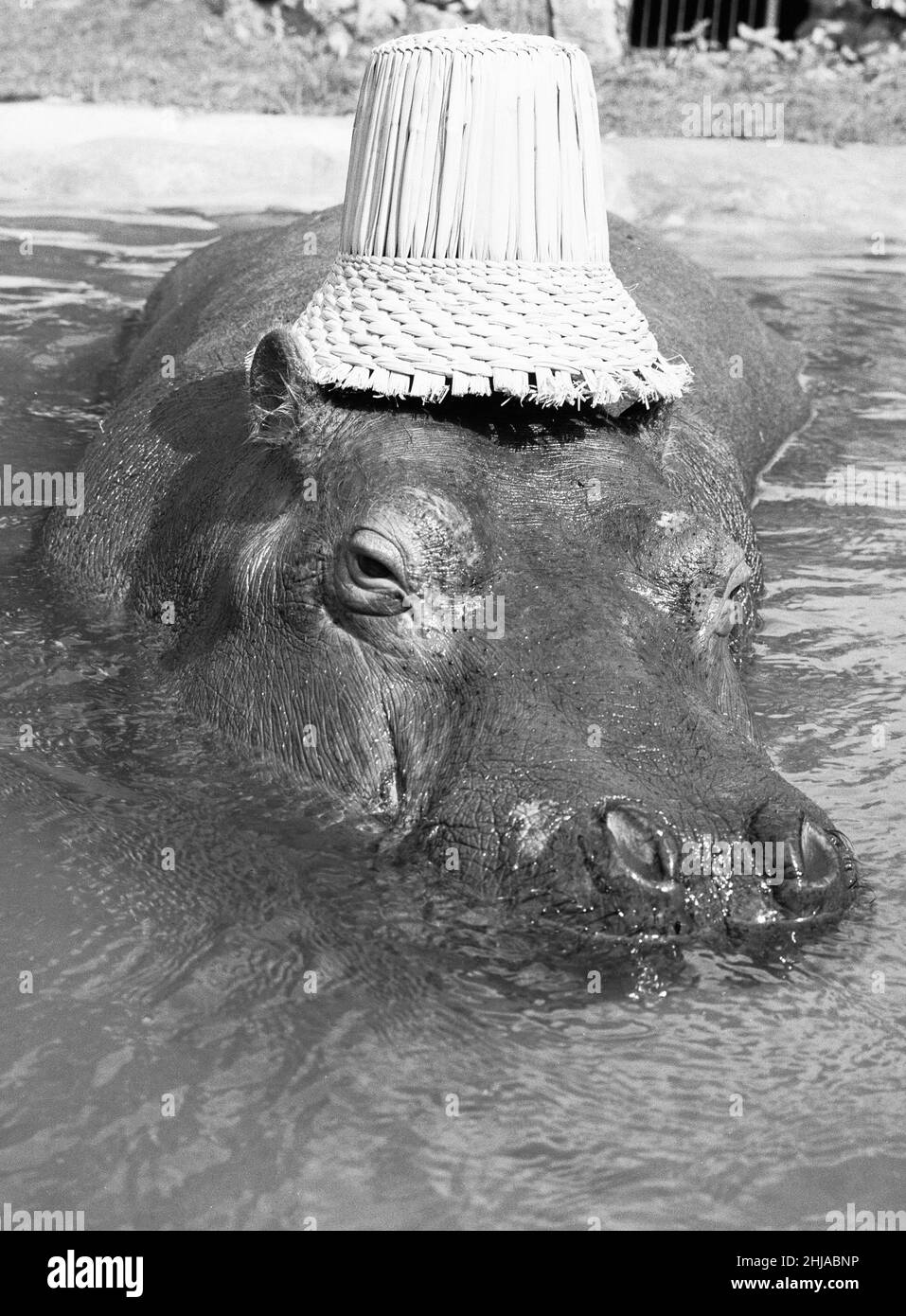 If you want to get ahead, get a hippo! Humphrey the hippo is known as a ...